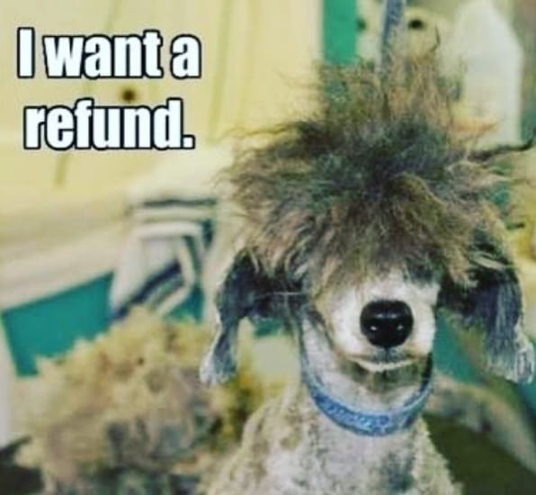 14 Funny Poodle Memes That Will Make You Smile! - PetPress