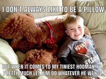 14 Funny Poodle Memes That Will Make Your Day! - PetPress