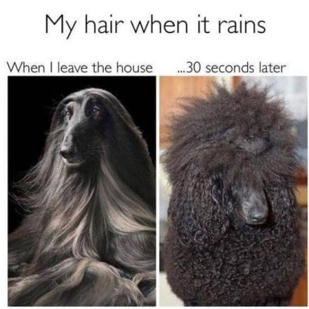 14 Funny Poodle Memes That Will Make You Smile! - PetPress