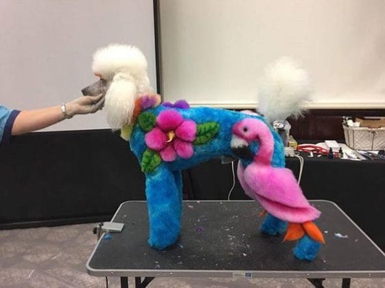 15 Cute Poodles With Better Hairstyles Than You - PetPress