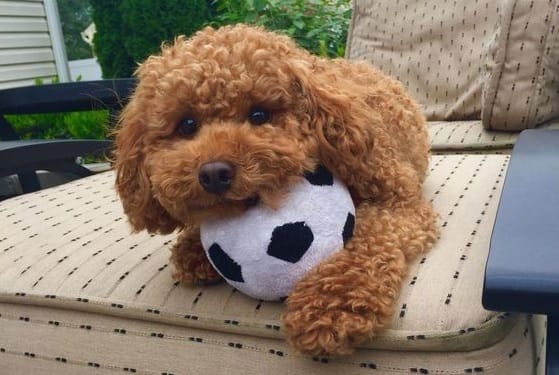 14 Cute Poodle Photos You've Ever Seen - PetPress