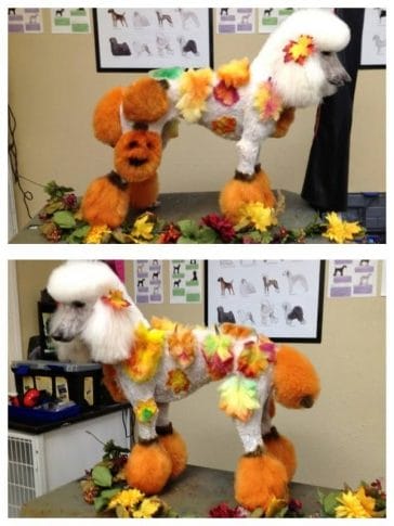 15 Cute Poodles With Better Hairstyles Than You - PetPress