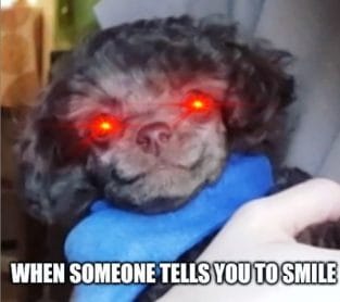 14 Funny Poodle Memes That Will Make Your Day! - PetPress