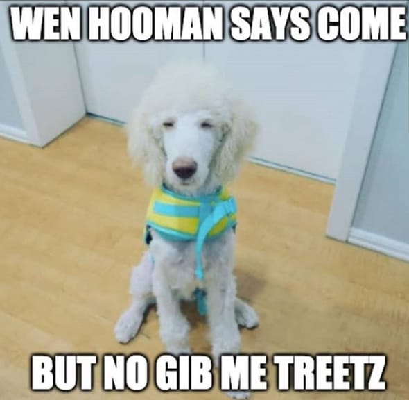 14 Funny Poodle Memes That Will Make Your Day! - PetPress