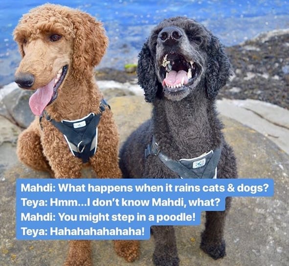 14 Funny Poodle Memes That Will Make You Smile! - Page 2 of 3 - PetPress