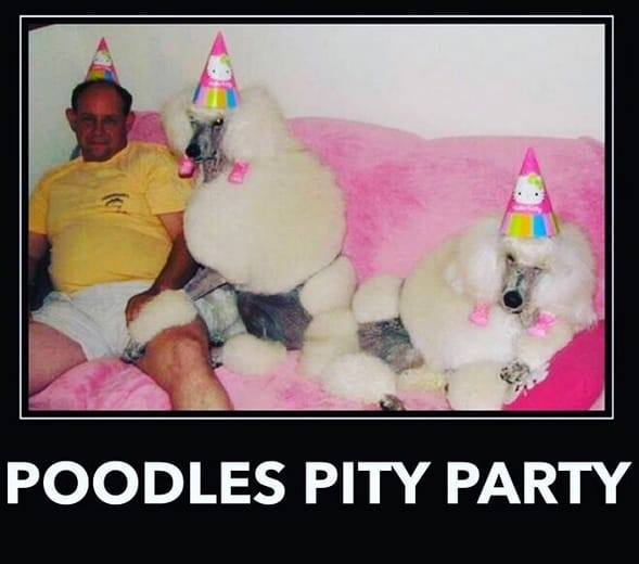 14 Funny Poodle Memes That Will Make Your Day! - PetPress