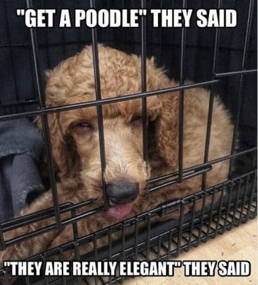 14 Funny Poodle Memes That Will Make You Smile! - Page 2 of 3 - PetPress