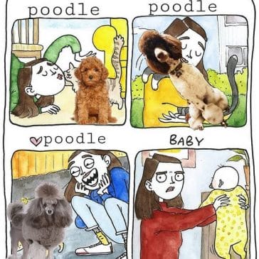 14 Funny Poodle Memes That Will Make Your Day! - Page 2 of 3 - PetPress