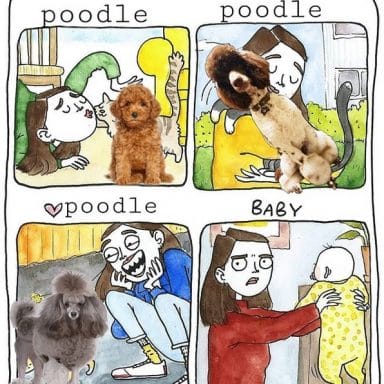14 Funny Poodle Memes That Will Make Your Day! - Page 2 of 3 - PetPress