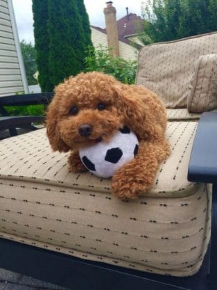 14 Cute Poodle Photos You've Ever Seen - PetPress