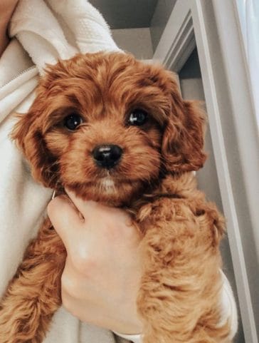 14 Cute Poodle Photos You've Ever Seen - PetPress