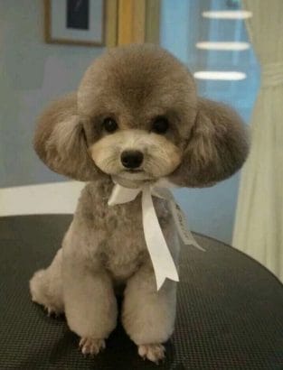 14 Cute Poodle Photos You've Ever Seen - PetPress