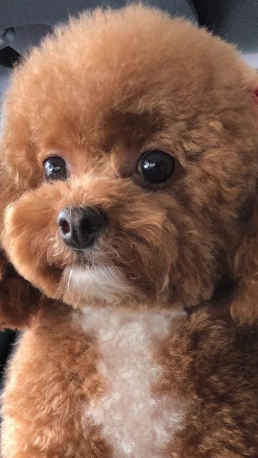 14 Cute Poodle Photos You've Ever Seen - PetPress