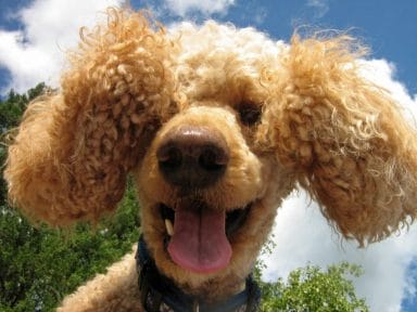 14 General Facts About The Poodle - PetPress