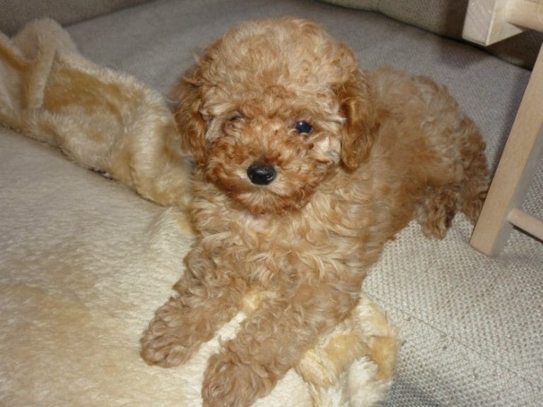14 General Facts About The Poodle - PetPress