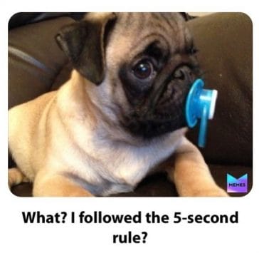 The 14 Funniest Pug Memes Ever! - Page 2 of 3 - PetPress