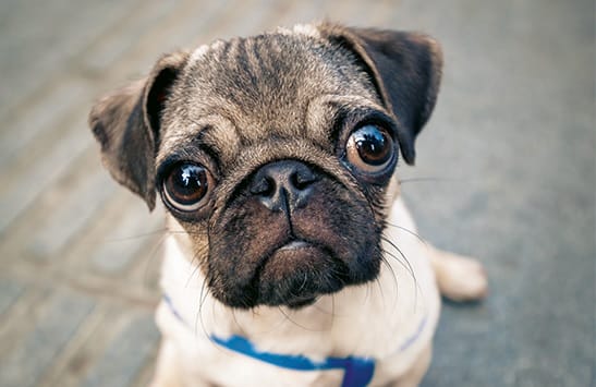 14 Things You Wish You Knew Before Getting a Pug - PetPress