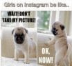 14 Pug Memes That Will Make You Cry Laughing! - PetPress