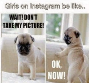 14 Pug Memes That Will Make You Cry Laughing! - PetPress