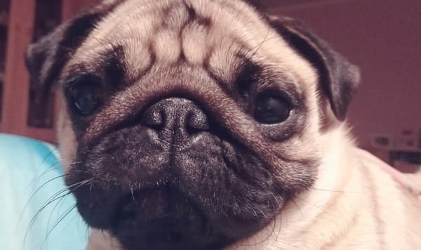 15 Pugs That Will Brighten Your Day Even When You Are Sad