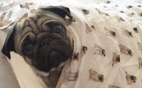 14 Facts That Prove Pugs are The Best Dogs Ever - PetPress