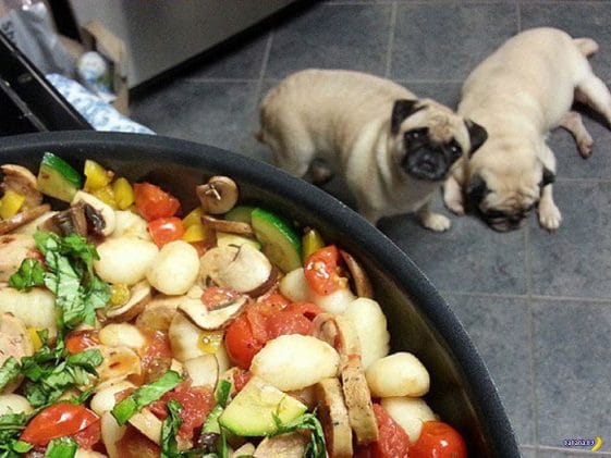 14 Funny Pictures Of Pugs Begging For Food - PetPress