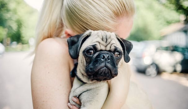 11 Reasons Why You Should Cuddle Your Pug More Often - PetPress