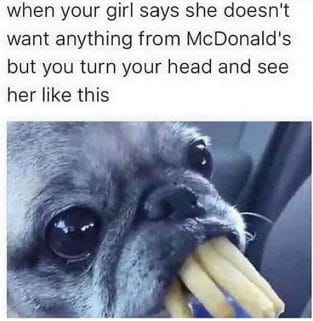 The 14 Funniest Pug Memes Ever! - PetPress