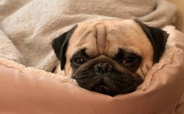 14 Magnificent Facts About Pugs - PetPress
