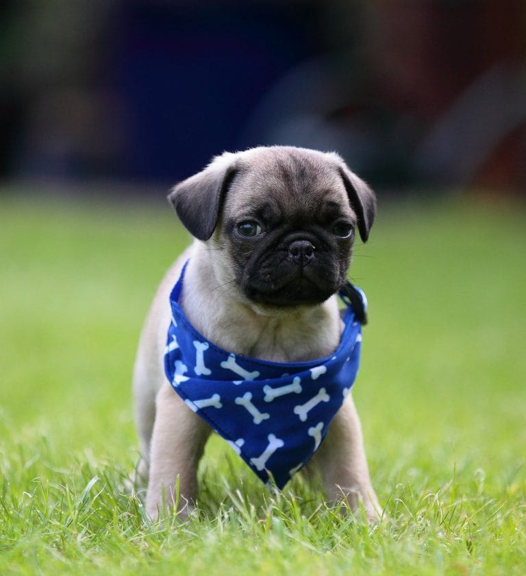 14 Reasons Why We Love And Adore Pugs - PetPress