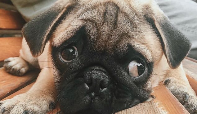 14 Photos Showing That Pugs Love To Sleep So Much! - PetPress