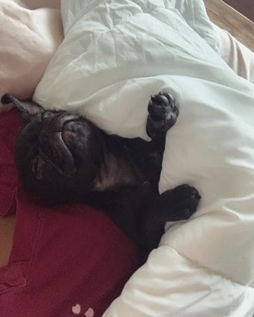 14 Pug Memes That Will Make You Cry Laughing! - PetPress