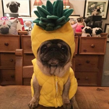 14 Funny Pugs That Love Food And Everything Related To It - PetPress