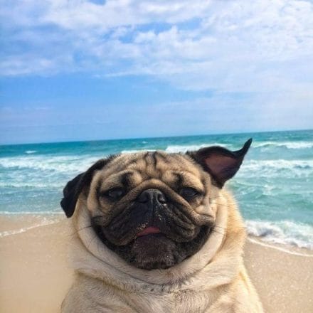 14 Of The Most Funny Pug Photos - PetPress