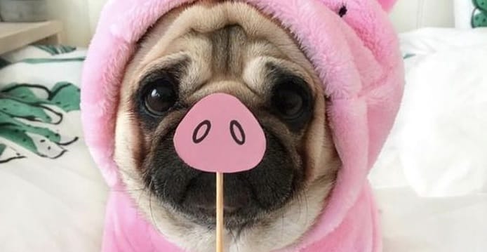 17 Reasons Why It is Impossible Not to Love Pugs - PetPress