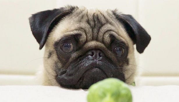 15 Pictures of Pugs To Give You an Extra Boost Of Serotonin - PetPress