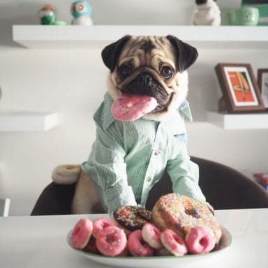 14 Funny Pugs That Love Food And Everything Related To It - PetPress
