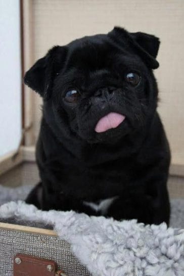 14 Pug Pictures That Will Brighten Your Day - PetPress