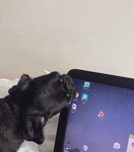 14 Pug Memes That Will Make You Cry Laughing! - PetPress