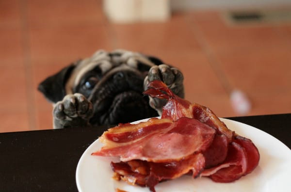 14 Funny Pictures Of Pugs Begging For Food - PetPress