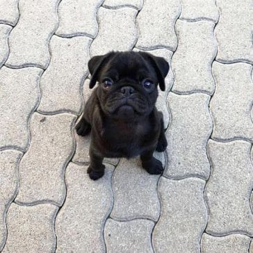 14 Pug Pictures That Will Brighten Your Day - PetPress