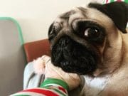 14 Funny Pug Memes to Make Your Day Better! - PetPress