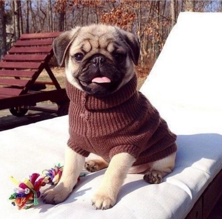 17 Fascinating Pictures Of Fashionable Pugs - PetPress