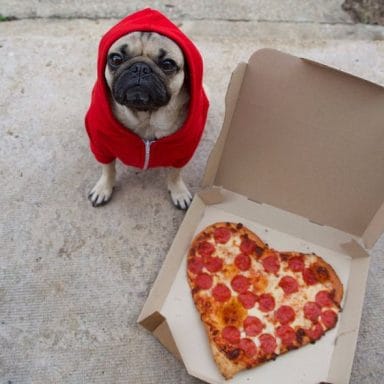 14 Funny Pugs That Love Food And Everything Related To It - PetPress