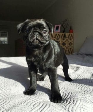 14 Pug Pictures That Will Brighten Your Day - PetPress