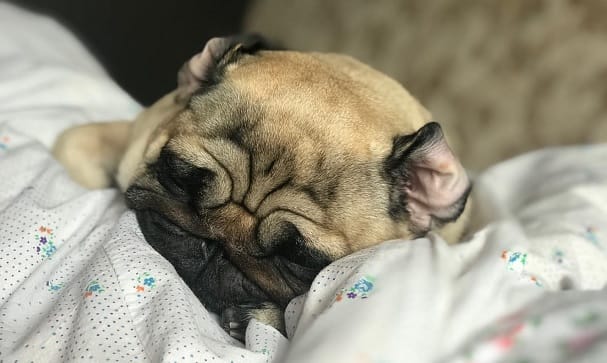 14 Pugs’ Sleeping Positions – How to Sleep Comfortably - PetPress