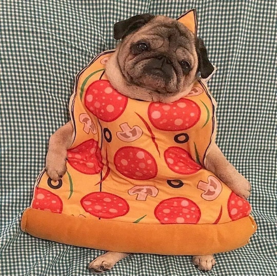 15 Hilarious Pug Photos That Will Make You Happy - PetPress
