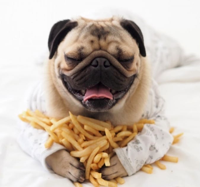14 Funny Pictures Of Pugs Begging For Food - PetPress
