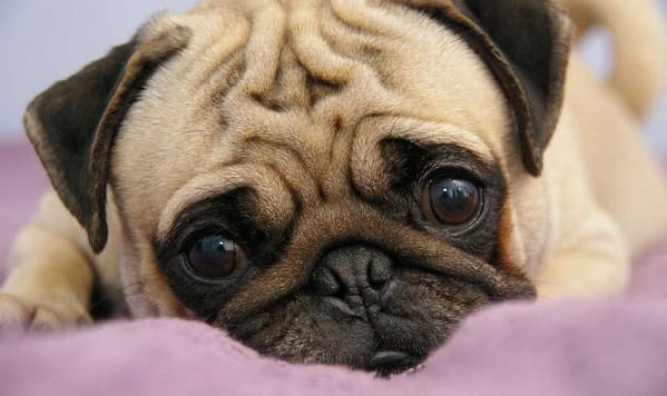 14 Reasons Why You Should Never, EVER Own Pugs - PetPress