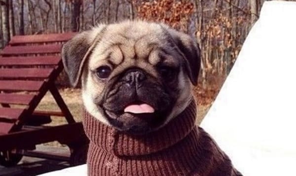 17 Fascinating Pictures Of Fashionable Pugs - PetPress